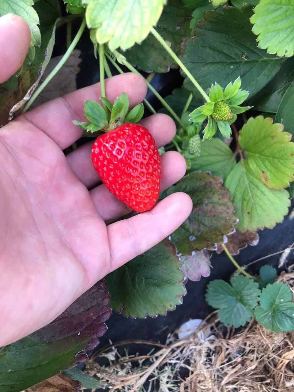 Salem Company For Export & Import | Strawberries