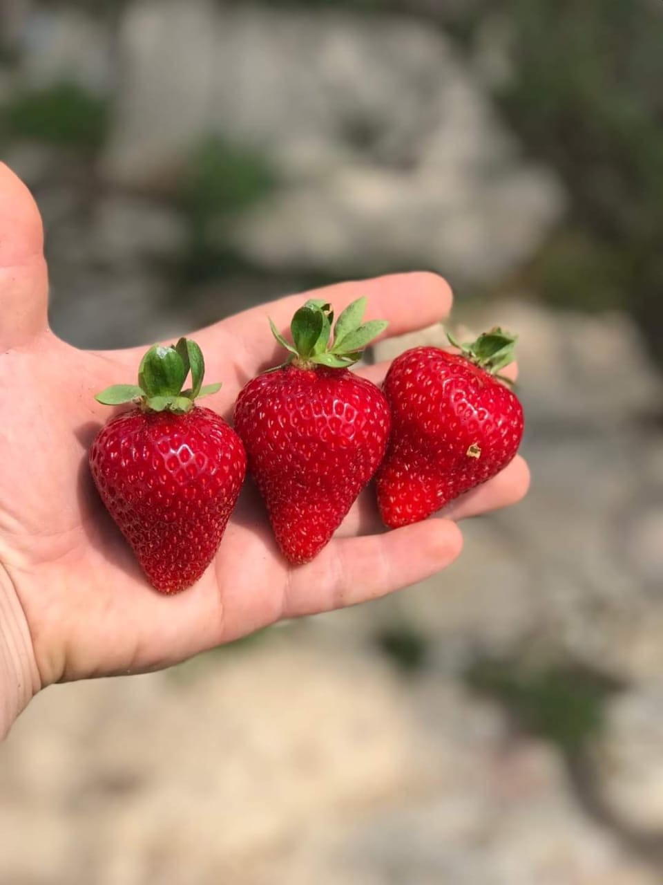 Salem Company For Export & Import | Strawberries