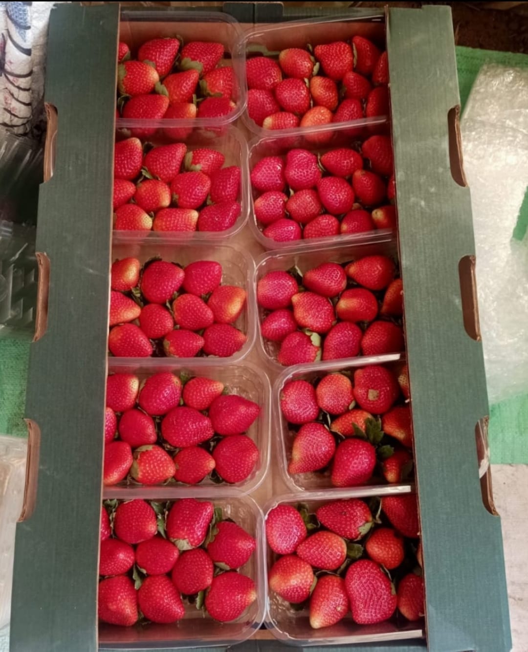 Salem Company For Export & Import | Strawberries